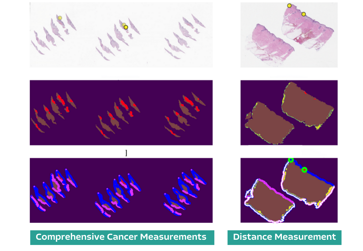 Introducing PathAssist Derm